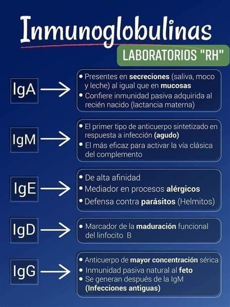 Funcion De Las Inmunoglobulinas Gudangmapa