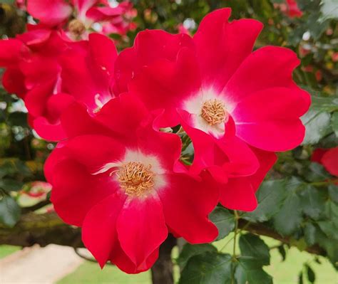 Rose 'Iceberg' Climbing - Hello Hello Plants & Garden Supplies