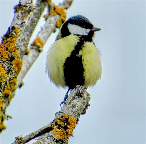 Great Tit Birdforum