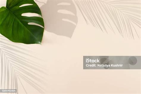 파스텔 베이지 색 배경에 녹색 열대 잎 그림자 손바닥과 몬스터 나무 잎을 가진 최소한의 여름 컨셉n 빛과 그림자의 창조적 인 그림 0명에 대한 스톡 사진 및 기타 이미지