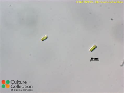 Stichococcus Bacillaris