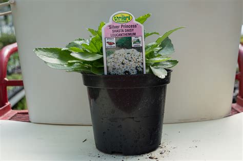 Shasta Daisy Leucanthemum Silver Princess Medary Acres