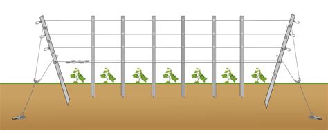 Vineyard Trellis Layout Constructing A Vineyard Trellis