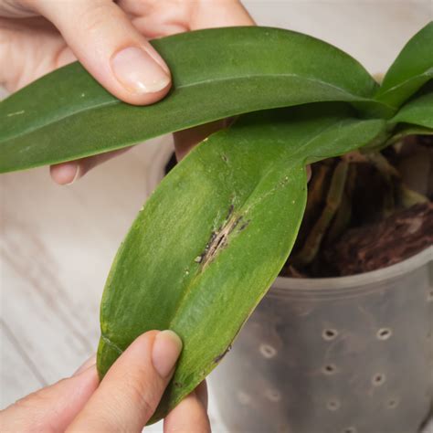 Curso Cultivo De Orquídea Materiais Recanto Das Orquídeas
