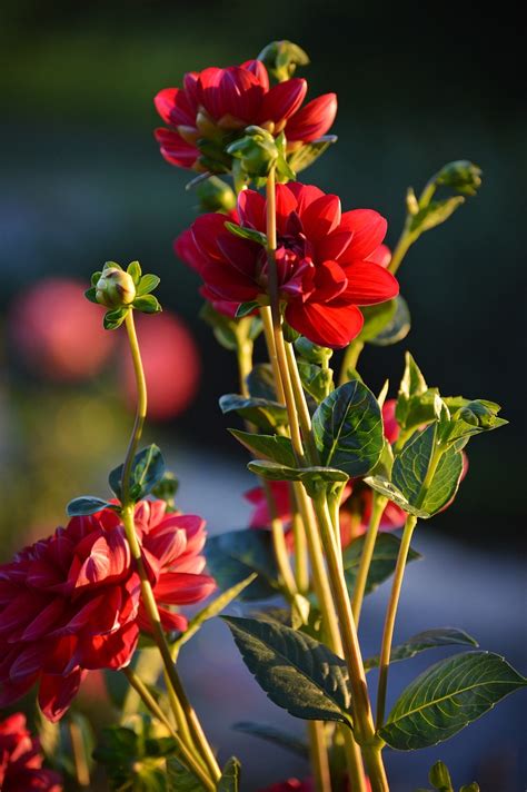 Dahlia Bunga Bloom Foto Gratis Di Pixabay Pixabay