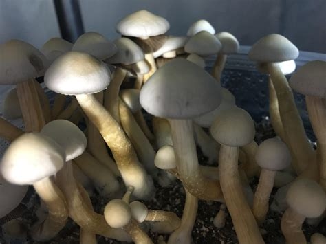 [actives]rustywhyte Produce Rust Colored Spores R Mushroomgrowers