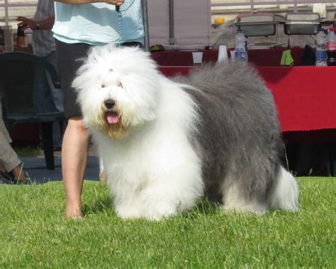 Bobtail Wikipedia La Enciclopedia Libre