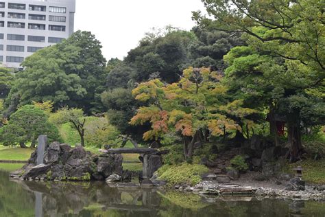 小石川後楽園 on Twitter 蓬莱島では早くも紅葉の色付きが感じられます木曾路では秋の花として親しまれているホトトギスがひっそりと