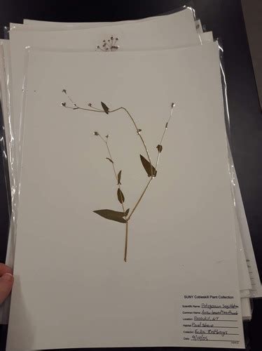 Wetlands Plants Final 1 Flashcards Quizlet