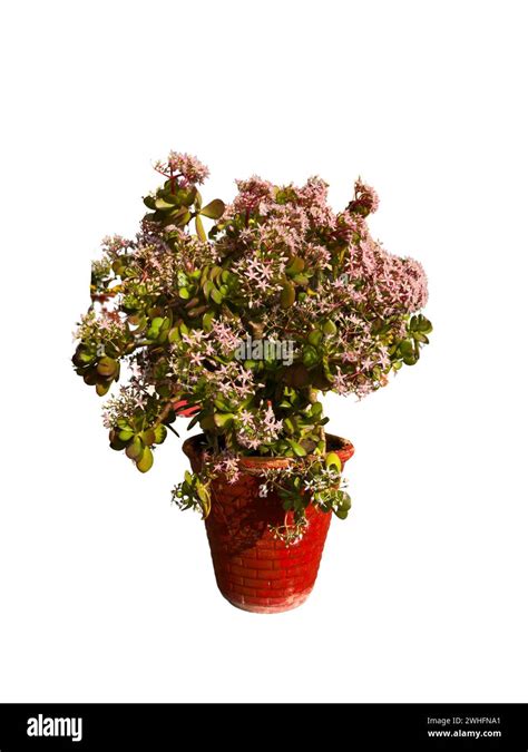 Beautiful Small White Flowers In Cut Out Stock Images And Pictures Alamy