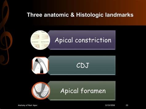 Anatomy Of Root Apex Pptx