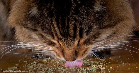 How Catnip Appears To Excite The Feline Brain