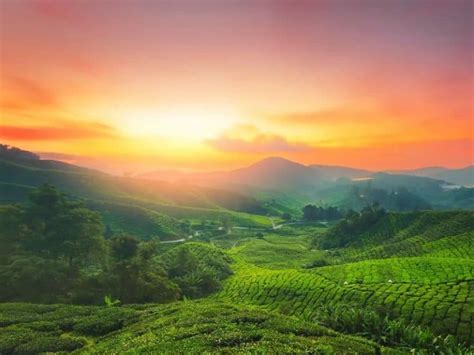 Top 5 Munnar Tea Estates That Are A Must Visit For All Munnar Insider