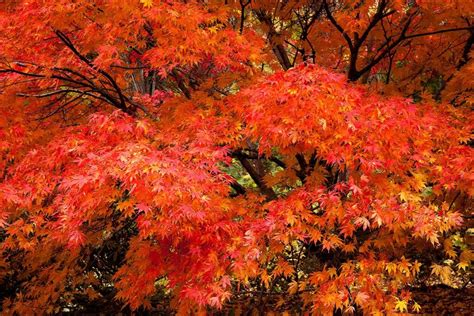 How To Propagate Japanese Maples From Seed Gardeners Path
