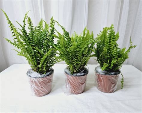 보스턴고사리 키우기 고양이에게 안전한 공기정화식물 보스톤고사리 네이버 블로그