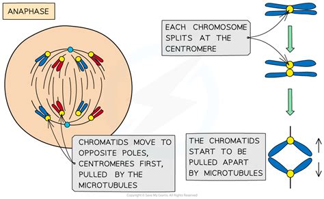 Ib Dp Biology Hl复习笔记142 Phases Of Mitosis 翰林国际教育