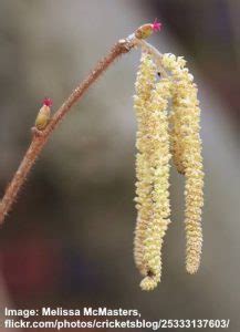 Hazel Trees And Shrubs Types Leaves Bark Nuts Pictures