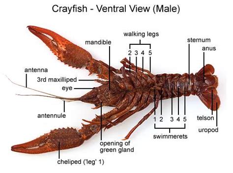 Crayfish Dissection Biology Junction