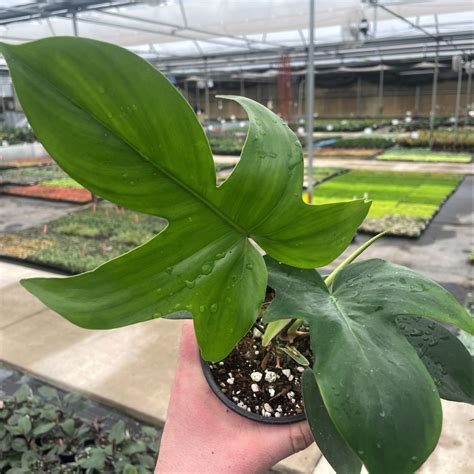 Philodendron Pedatum Florida Ghost Little Prince Of Oregon Nursery