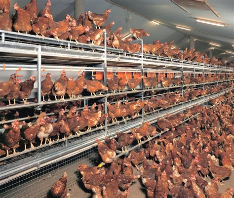 How To Build Simple Poultry House At Lynn Morgan Blog