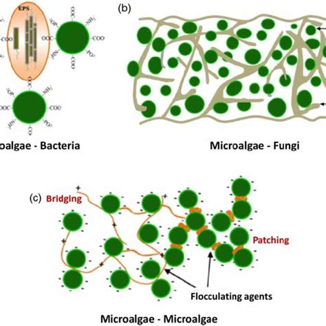 Pdf Towards A Better Understanding Of Microalgae Natural Flocculation