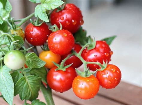 How 2 Types Of Determinate Vs Indeterminate Tomato Varieties Differ