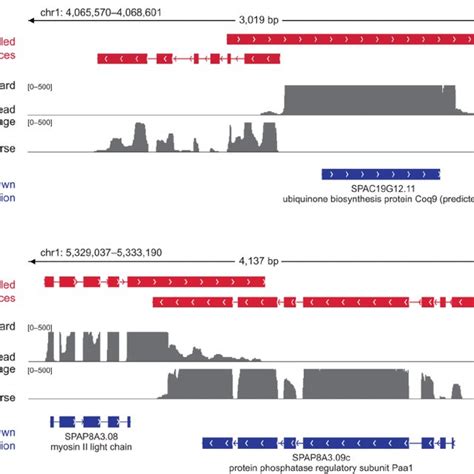 Pdf Trinity Reconstructing A Full Length Transcriptome Without A