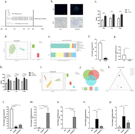 Probiotics Could Improve The Structure Of The Intestinal Flora In Mice