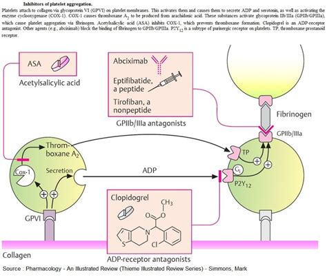 Platelet Aggregation