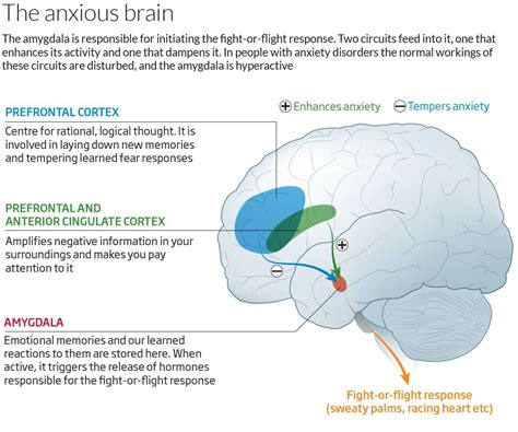 Have No Fear The Brain Is Here How Your Brain Responds To Stress Artofit