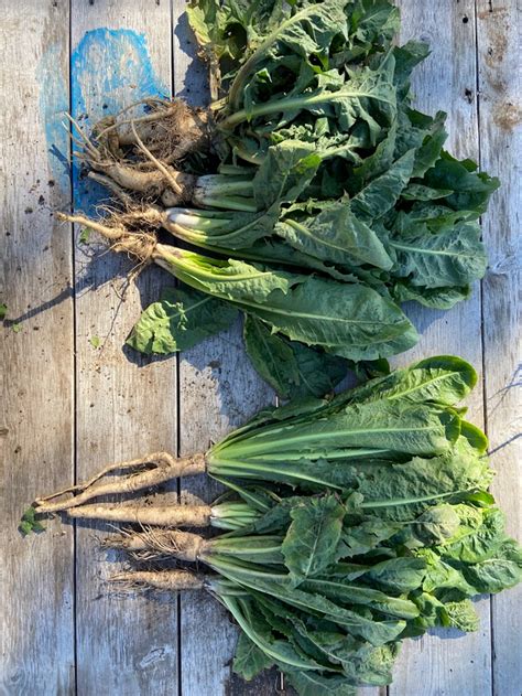 Forcing Chicories An Opportunity For Diversifying Season Extension On