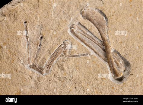 Archaeopteryx Fossil Close Up Of A Fossil Of An Archaeopteryx Sp Dinosaur Archaeopteryx