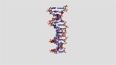 Dna Structure Diagram D