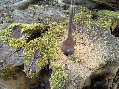How To Remove A Tree Stump Easily Without Chemicals HubPages