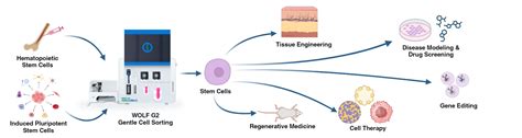 Stem Cell Sorting Made Gentle For Cell Therapies Nanocellect