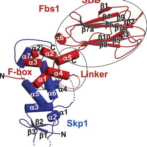 Structure Of The Skp1 Fbs1 Complex Skp1 And Fbs1 Are Colored Blue And