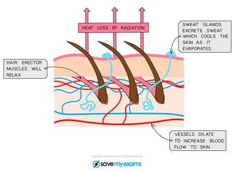 Thermoregulation Edexcel Gcse Biology Revision Notes