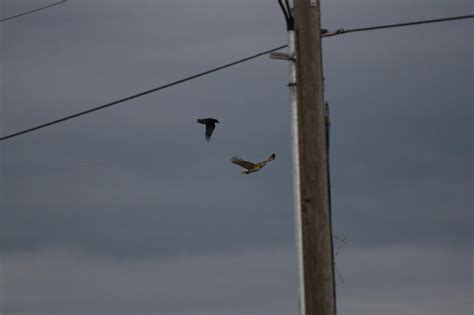 Crow Attacking Red Tailed Hawk By Impware On Deviantart