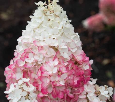 Гортензия метельчатая Строберри Блоссом (hydrangea paniculata ...