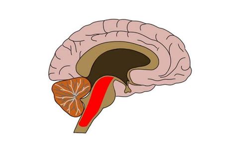 Reticular Formation Definition — Neuroscientifically Challenged