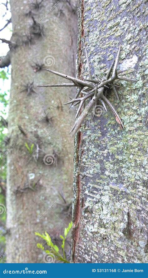 Spikes Emerging Tree Stock Photo Image Of Lighting Looking