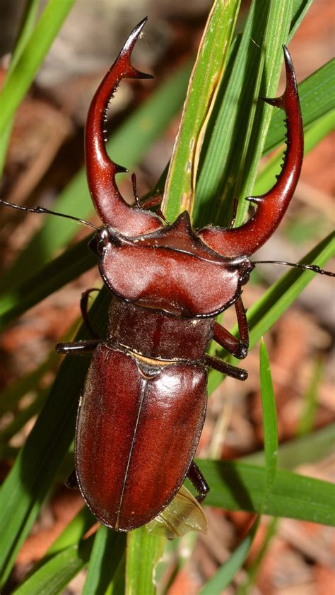 Stag Beetle Price And Habitat Know Facts About Worlds Most Expensive