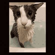 Cat Wet S Tenor