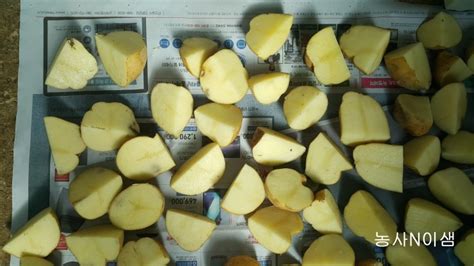 씨감자 보관 및 싹틔우기 방법 조직배양씨감자 감자싹틔우기 감자보관 감자파종준비 네이버 블로그