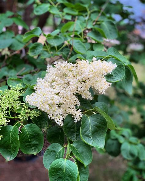 Japanese Lilac Tree With Beautiful White Flowers