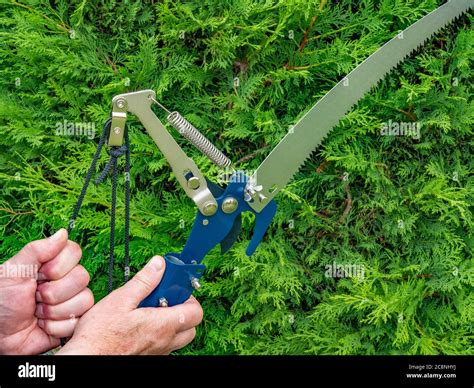 Closeup Of A Man S Hands Holding A Pole Pruner With Saw Attachment While Pulling A Cord To