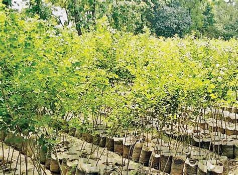 In The Rainy Season The Forest Department Will Plant 4 50 Lakh Saplings Across The District