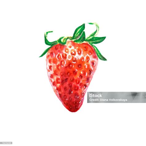 수채화 1 개의 붉은 육즙이 많은 딸기 여름 달콤한 과일과 열매 0명에 대한 스톡 벡터 아트 및 기타 이미지 0명 건강한 식생활 과일 Istock