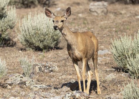 Mule Deer Curious About Me Feathered Photography