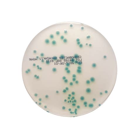 Chromogenic Cronobacter Isolation Agar 90mm Plate Southern Group Laboratory